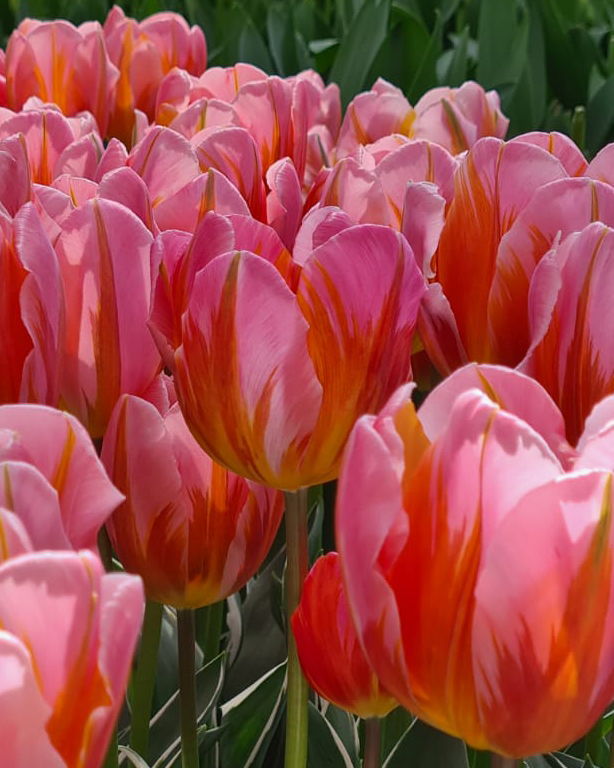 Tulip Pretty Princess - Longwood Gardens