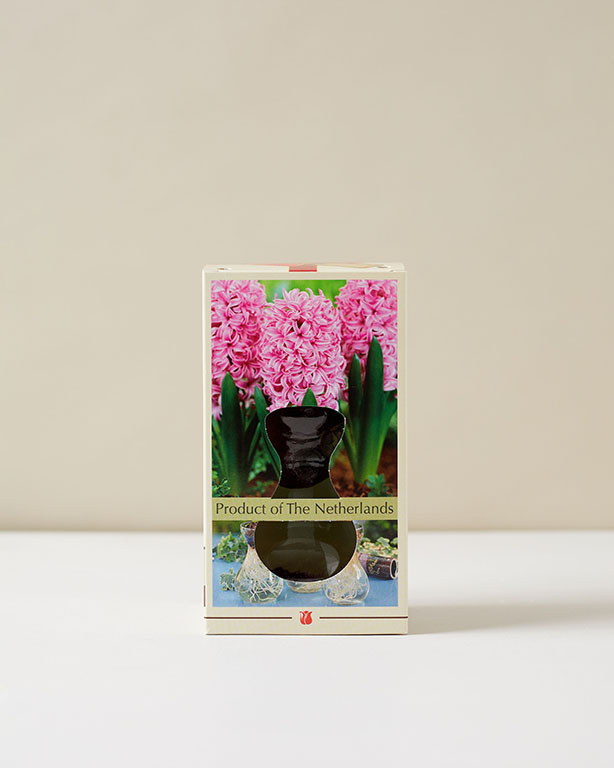 Hyacinth Grow Kit - Longwood Gardens
