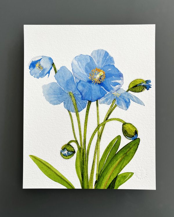 Longwood Blue Poppy Print - Longwood Gardens